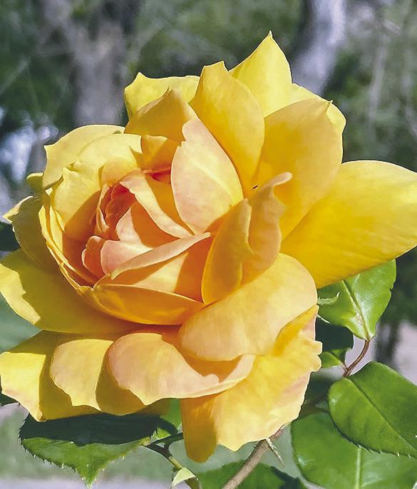 Signs of spring in Rockdale | Rockdale Reporter